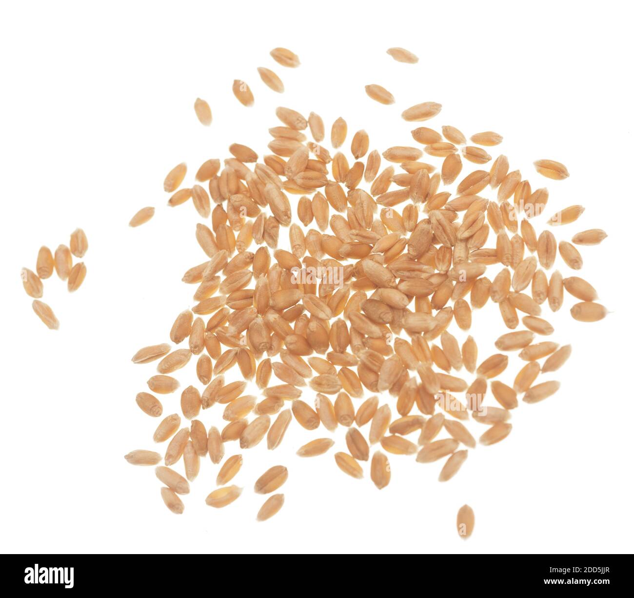 Wheat grain isolated on white background Stock Photo - Alamy