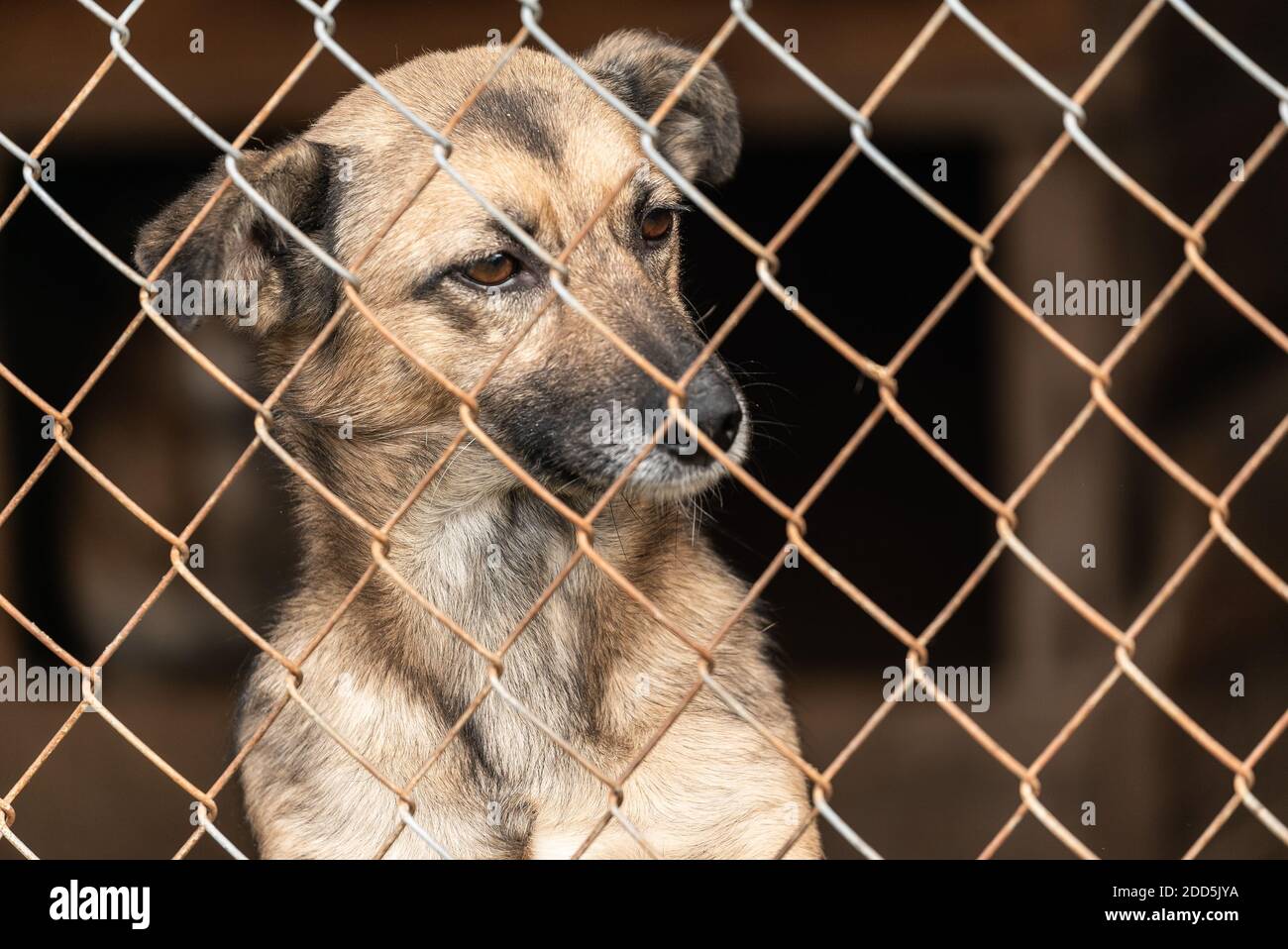 Homeless dog in a shelter for dogs Stock Photo - Alamy