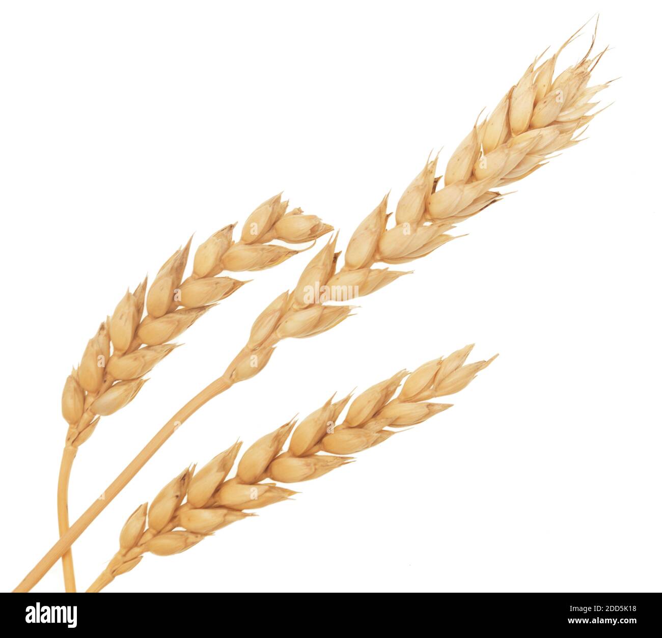 Wheat ears isolated on white background Stock Photo - Alamy