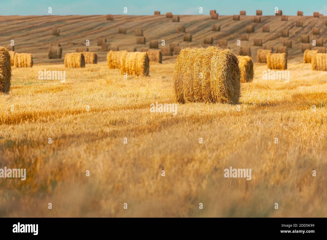 Summer Hay Rolls Straw Field Landscape. Haystack, Hay Roll Stock Photo ...
