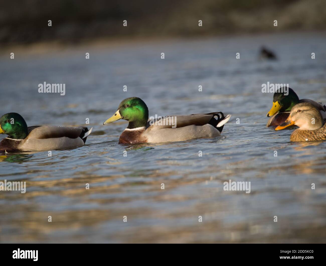 Group of Wild Ducks on the River at Sunset Stock Photo - Alamy