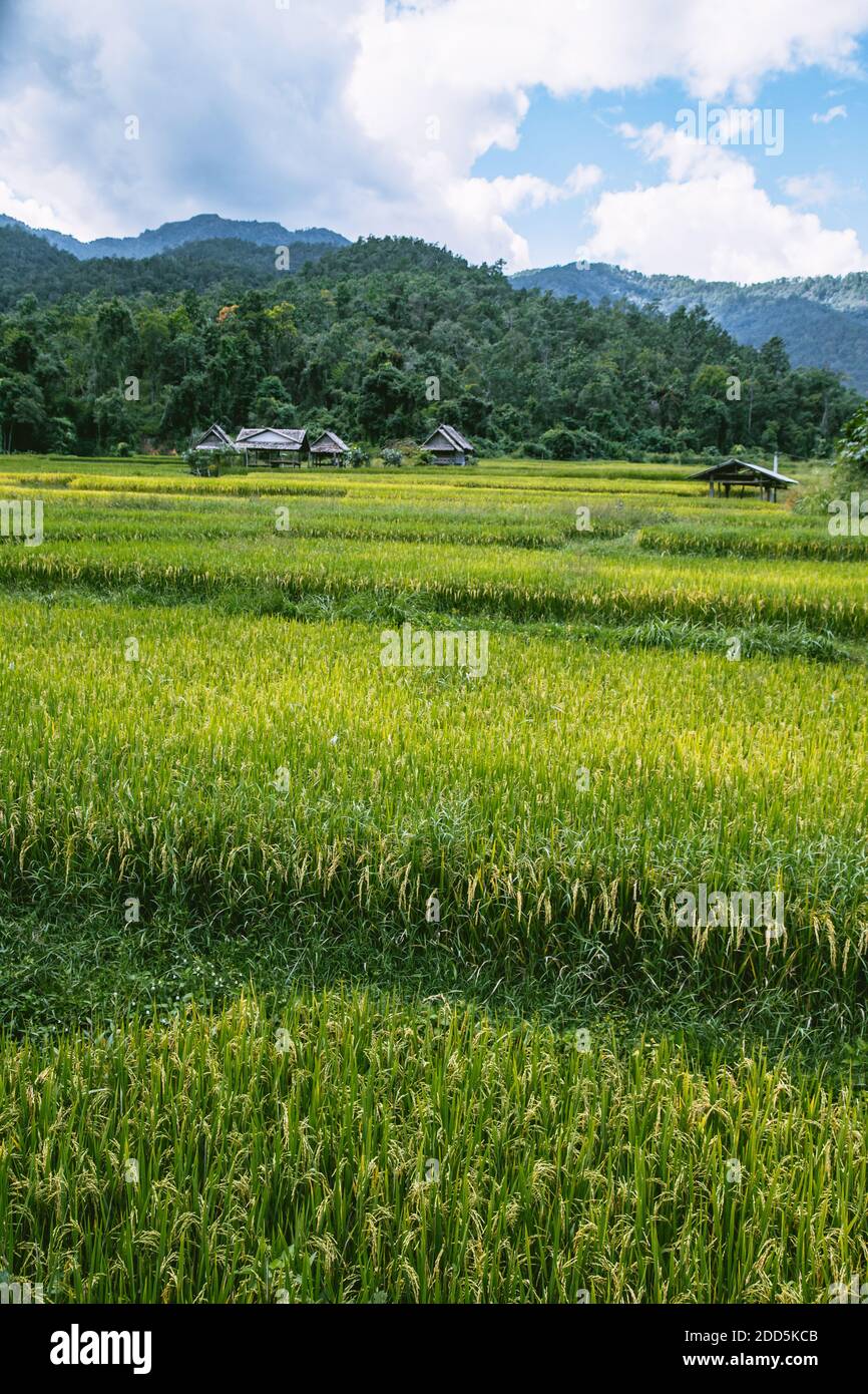 Bamboo Bridge in Pai, Mae Hong Son, Chiang Mai, thailand Stock Photo ...