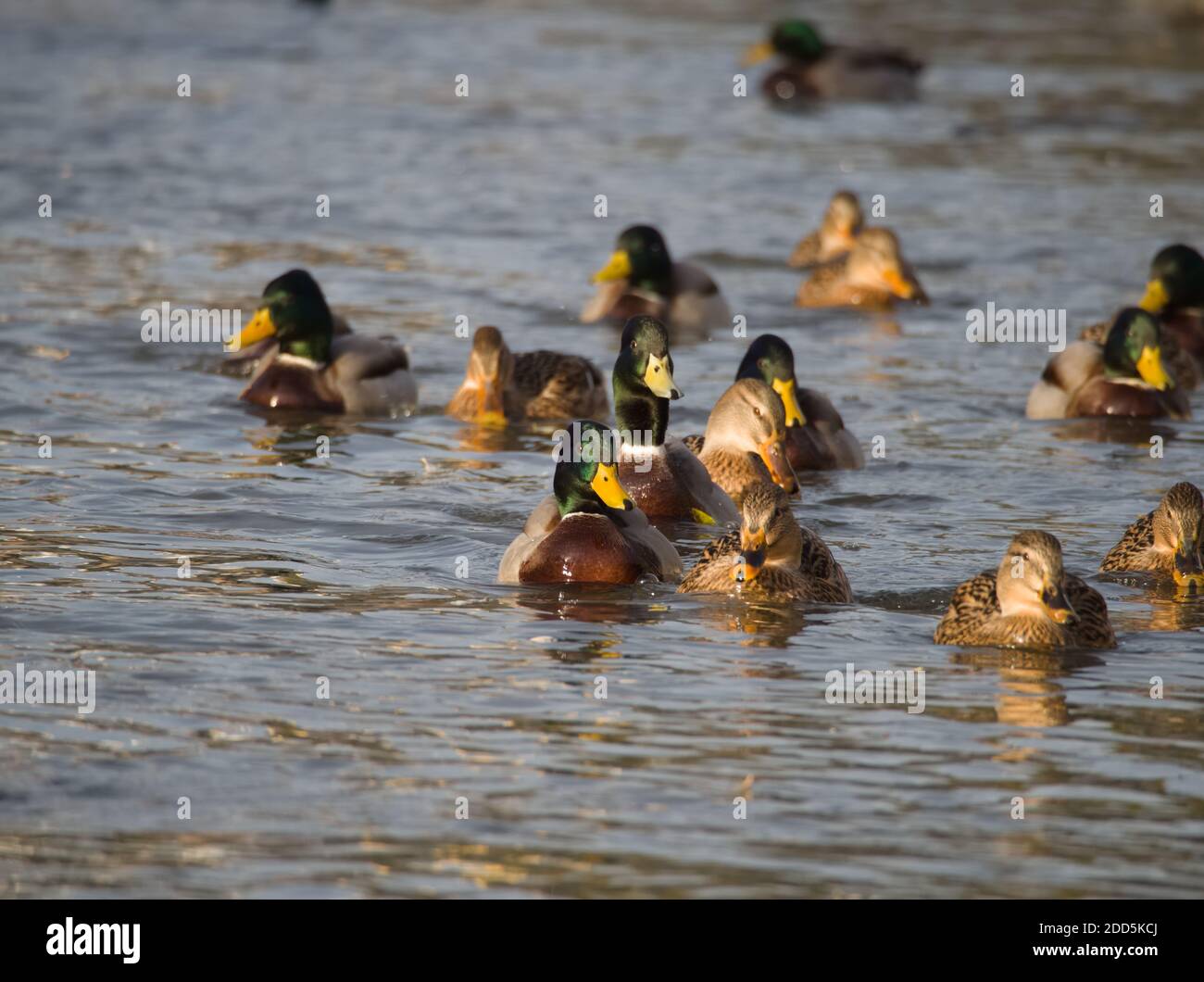 Floating duck hi-res stock photography and images - Alamy