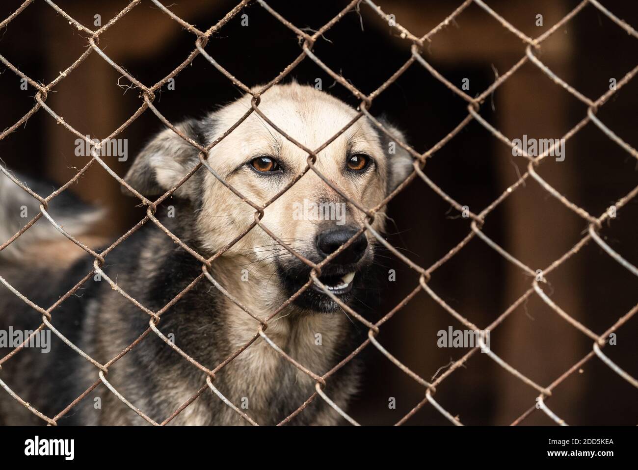 Homeless dog in a shelter for dogs Stock Photo - Alamy