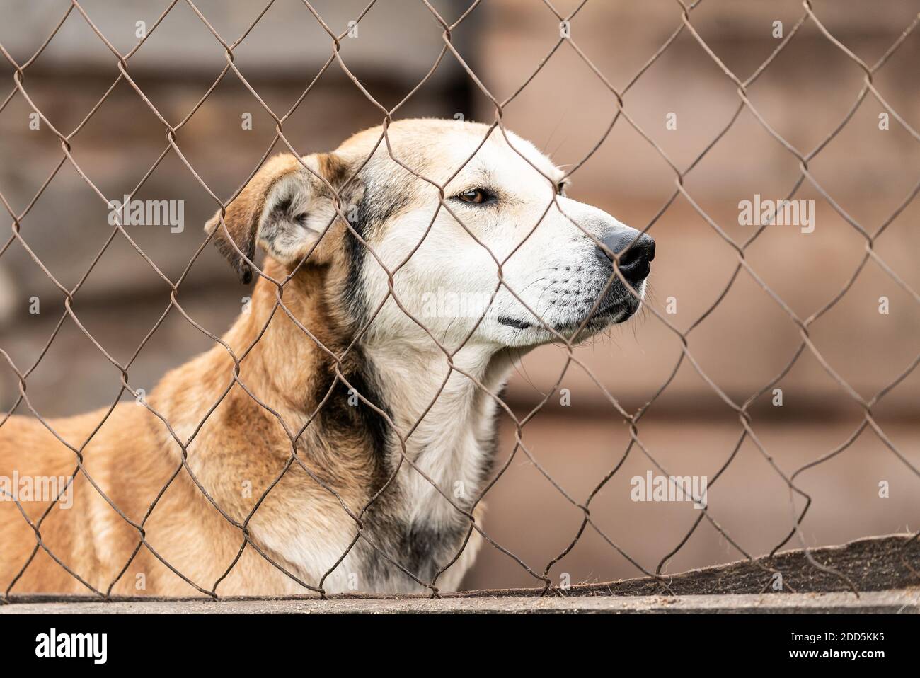 Homeless dog in a shelter for dogs Stock Photo - Alamy