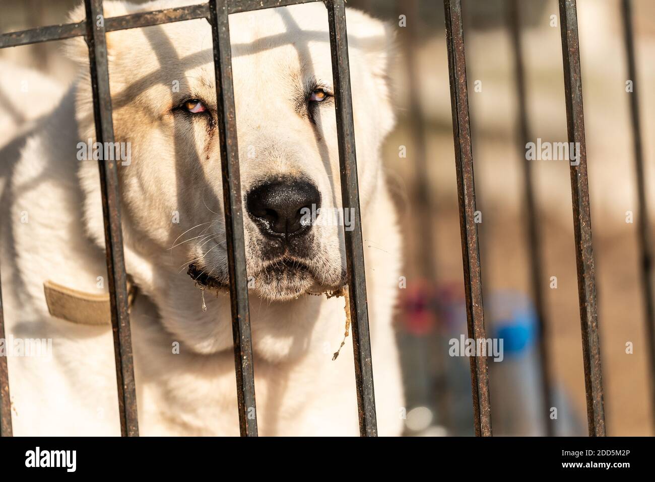 Homeless dog in a shelter for dogs Stock Photo - Alamy