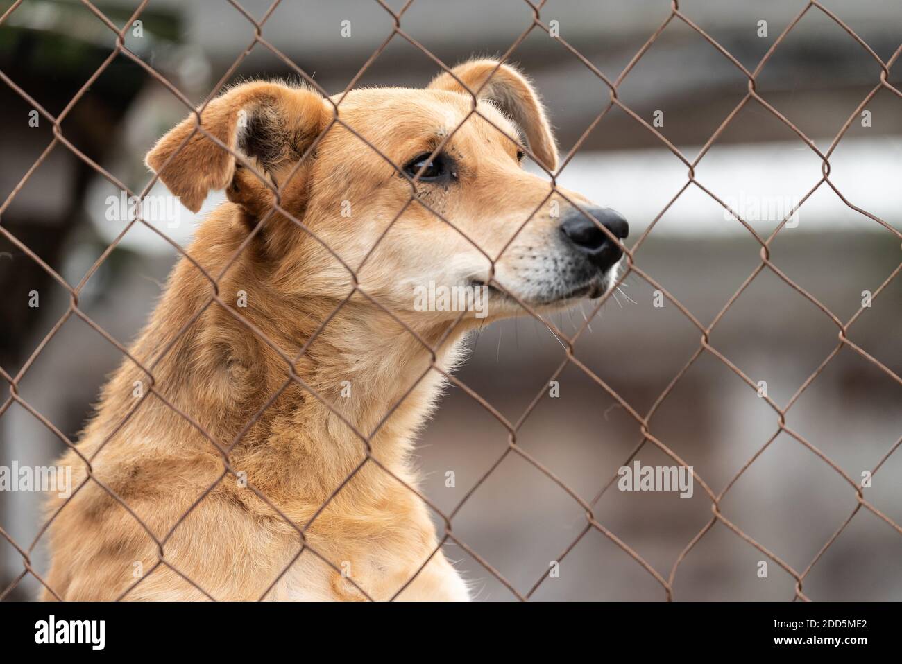 Homeless dog in a shelter for dogs Stock Photo - Alamy