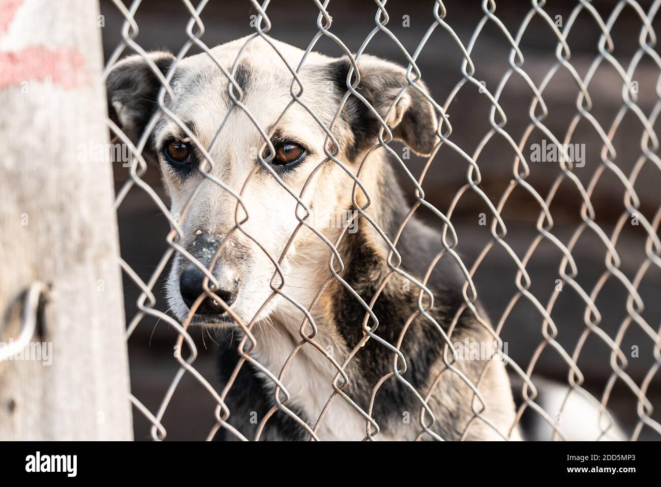 Homeless dog in a shelter for dogs Stock Photo - Alamy