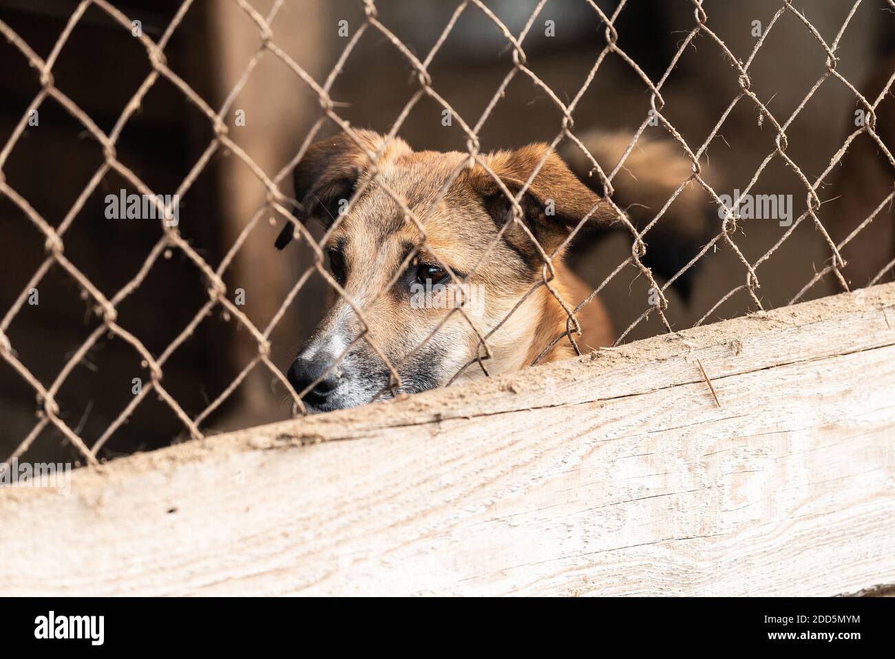 Homeless dog in a shelter for dogs Stock Photo - Alamy
