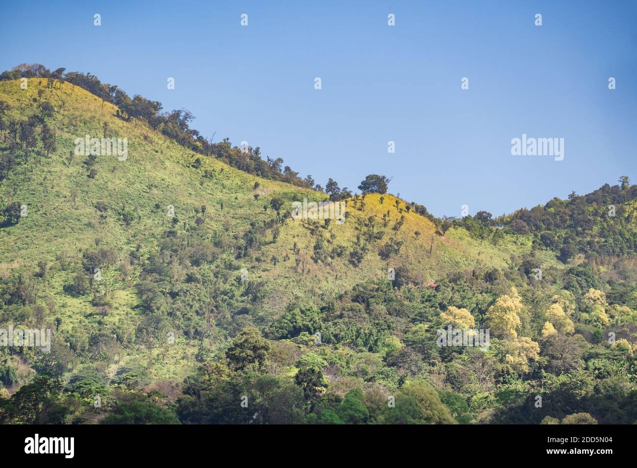 Forest in Mountain at Doi Chang, Chiang Rai, Thailand Stock Photo - Alamy