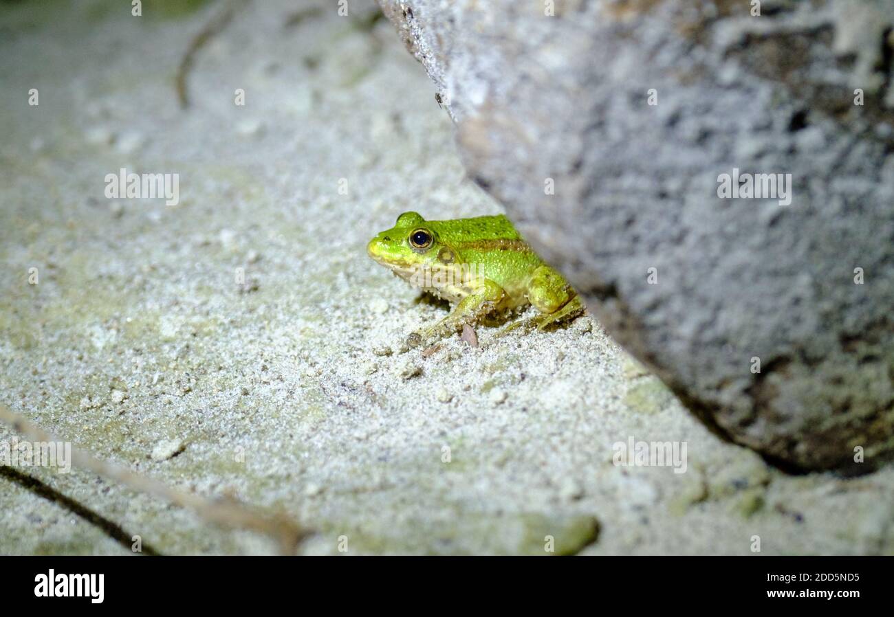 Frog lizard hi-res stock photography and images - Alamy