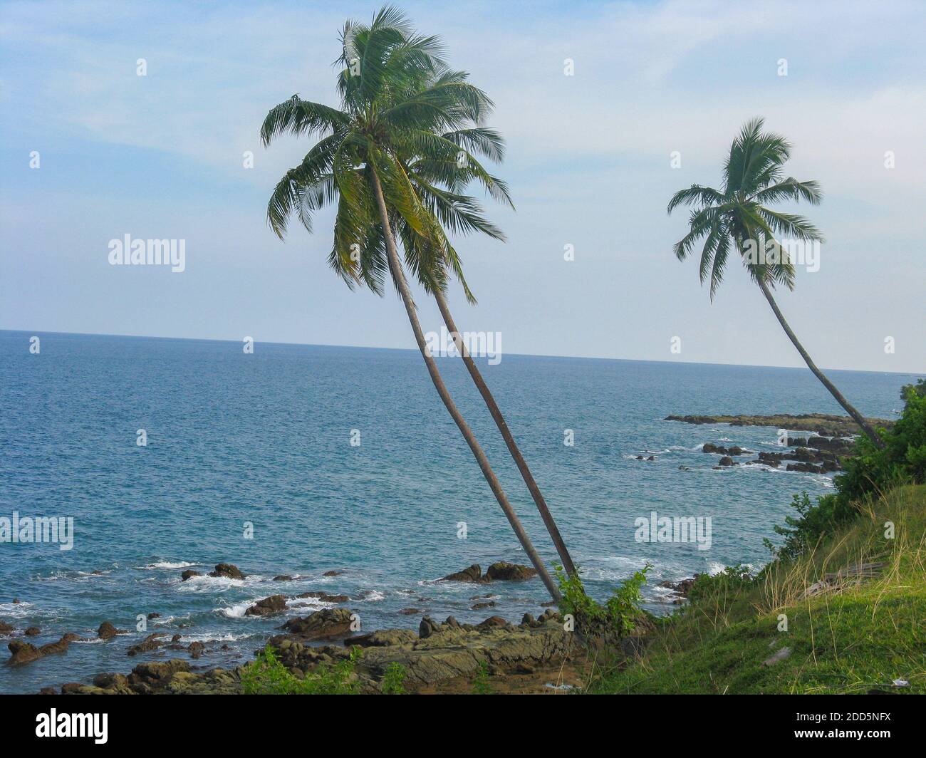 Coconut trees on the shore by the ocean Stock Photo - Alamy
