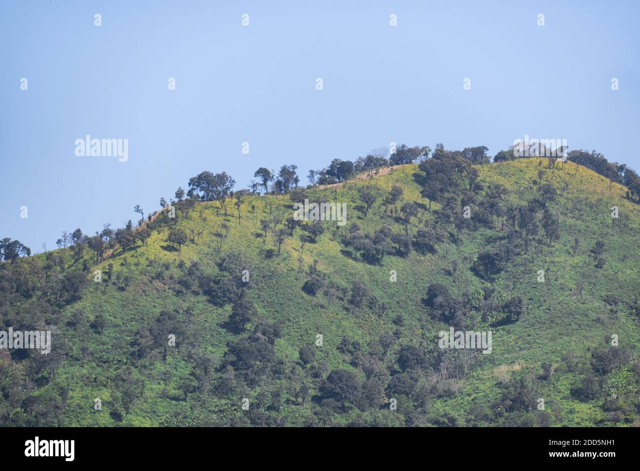 Forest in Mountain at Doi Chang, Chiang Rai, Thailand Stock Photo - Alamy