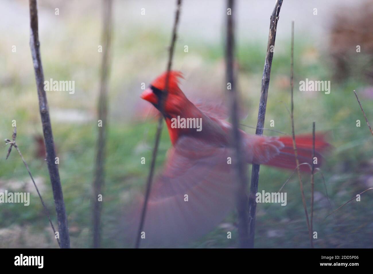 Male Cardinal Bird Stock Photo - Alamy