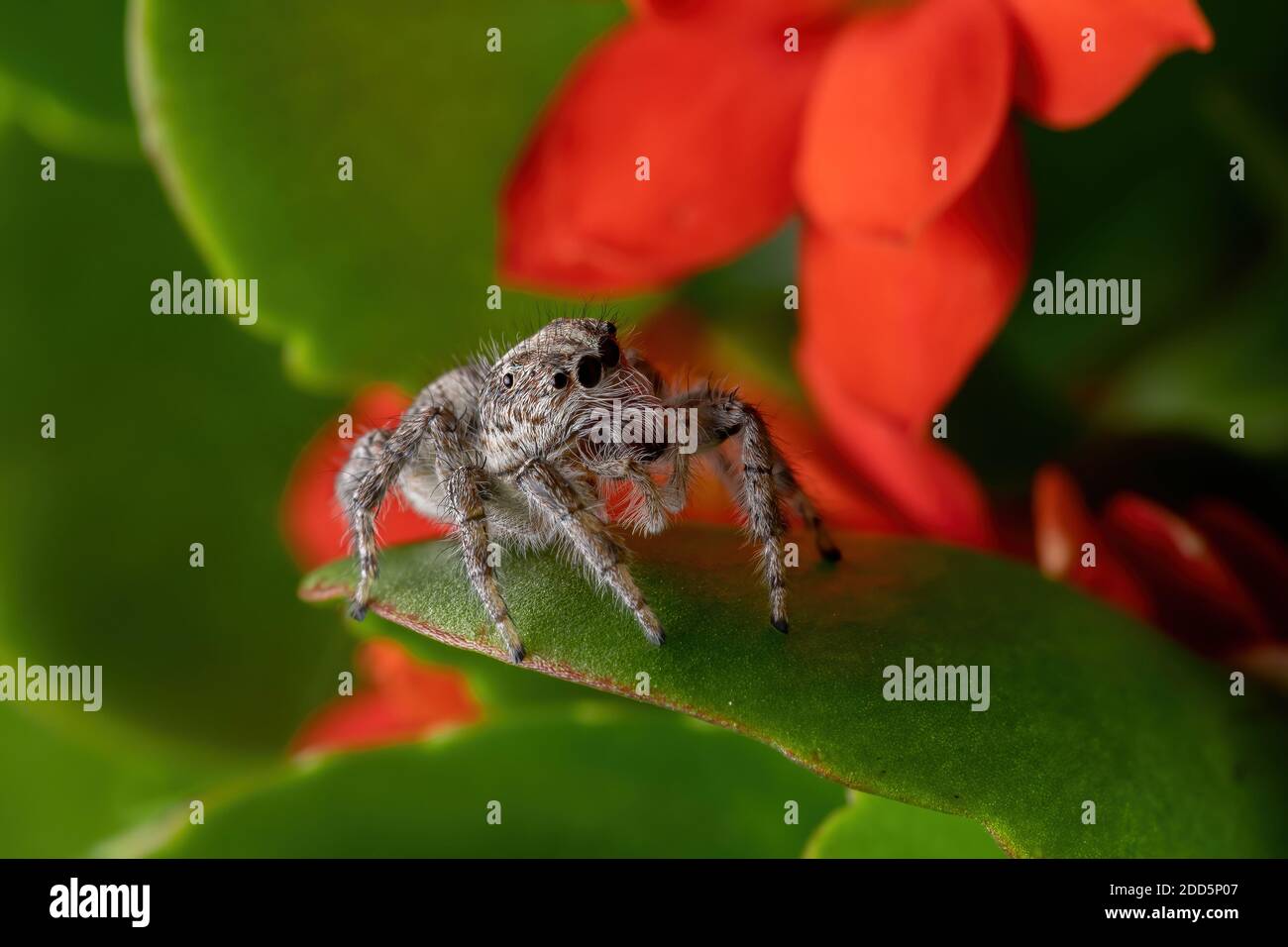 Adult female jumping spider of the species Megafreya sutrix on a ...