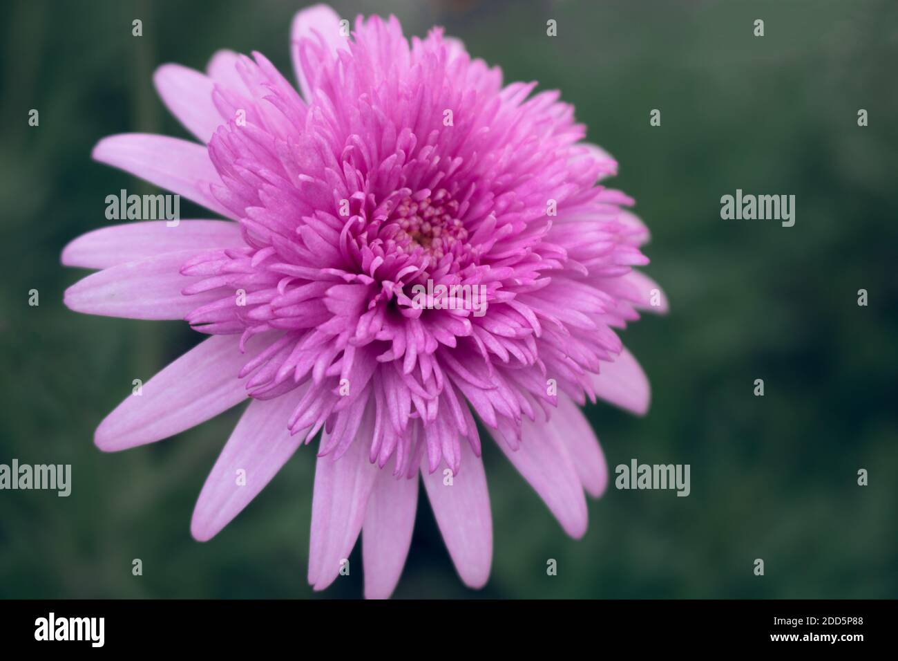 Chinese aster hi-res stock photography and images - Alamy