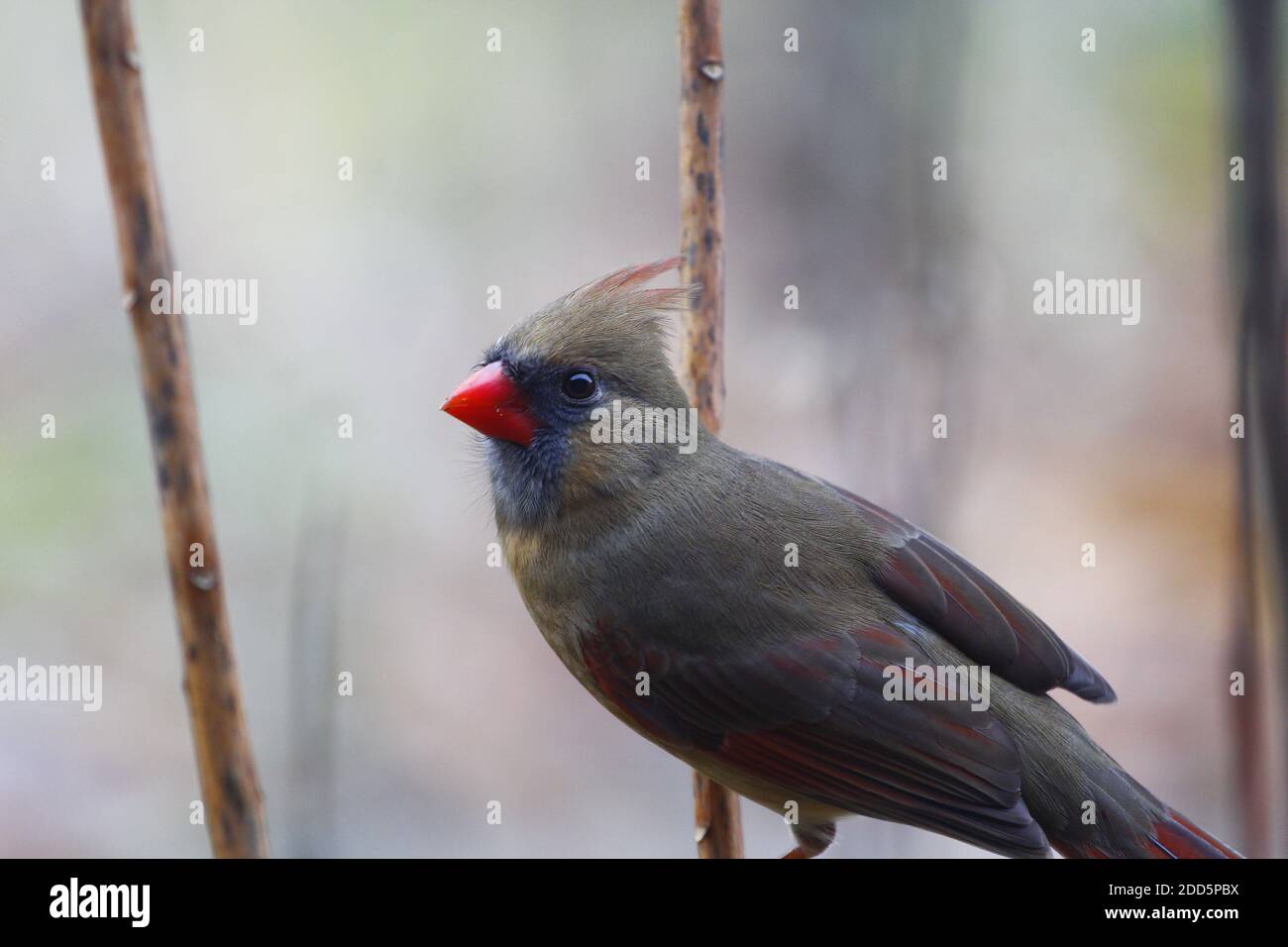 Female Cardinal Bird Stock Photo - Alamy