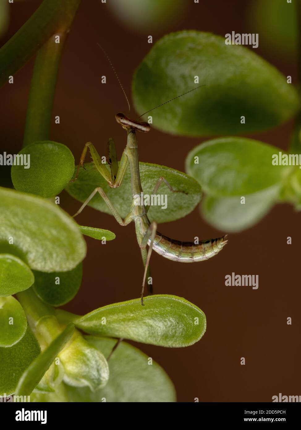 Unicorn Mantis Nymph of the Genus Stagmatoptera Stock Photo - Alamy