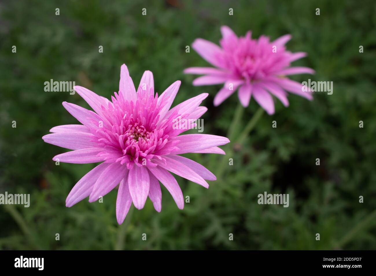 Chinese aster hi-res stock photography and images - Alamy