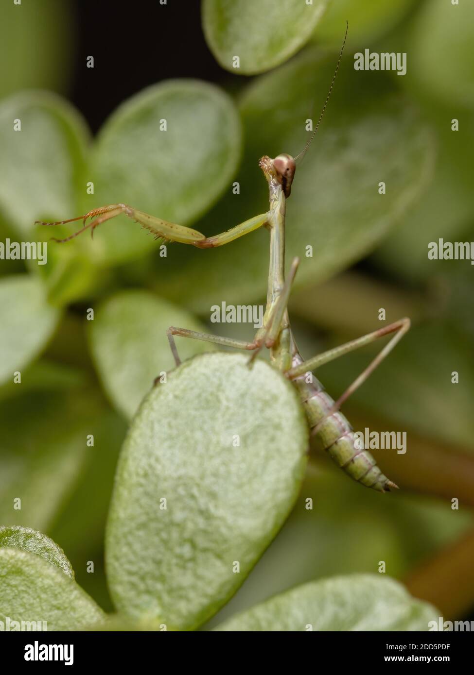 Unicorn Mantis Nymph of the Genus Stagmatoptera Stock Photo - Alamy