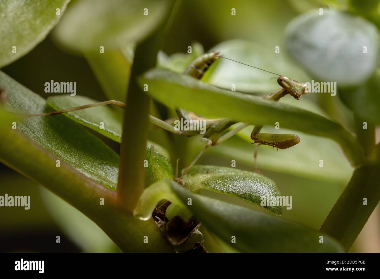 Unicorn Mantis Nymph of the Genus Stagmatoptera Stock Photo - Alamy