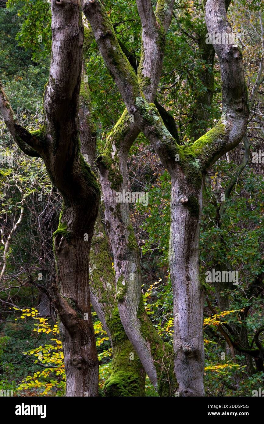 Three moss covered trees creating a pattern, Exmoor, North Devon ...