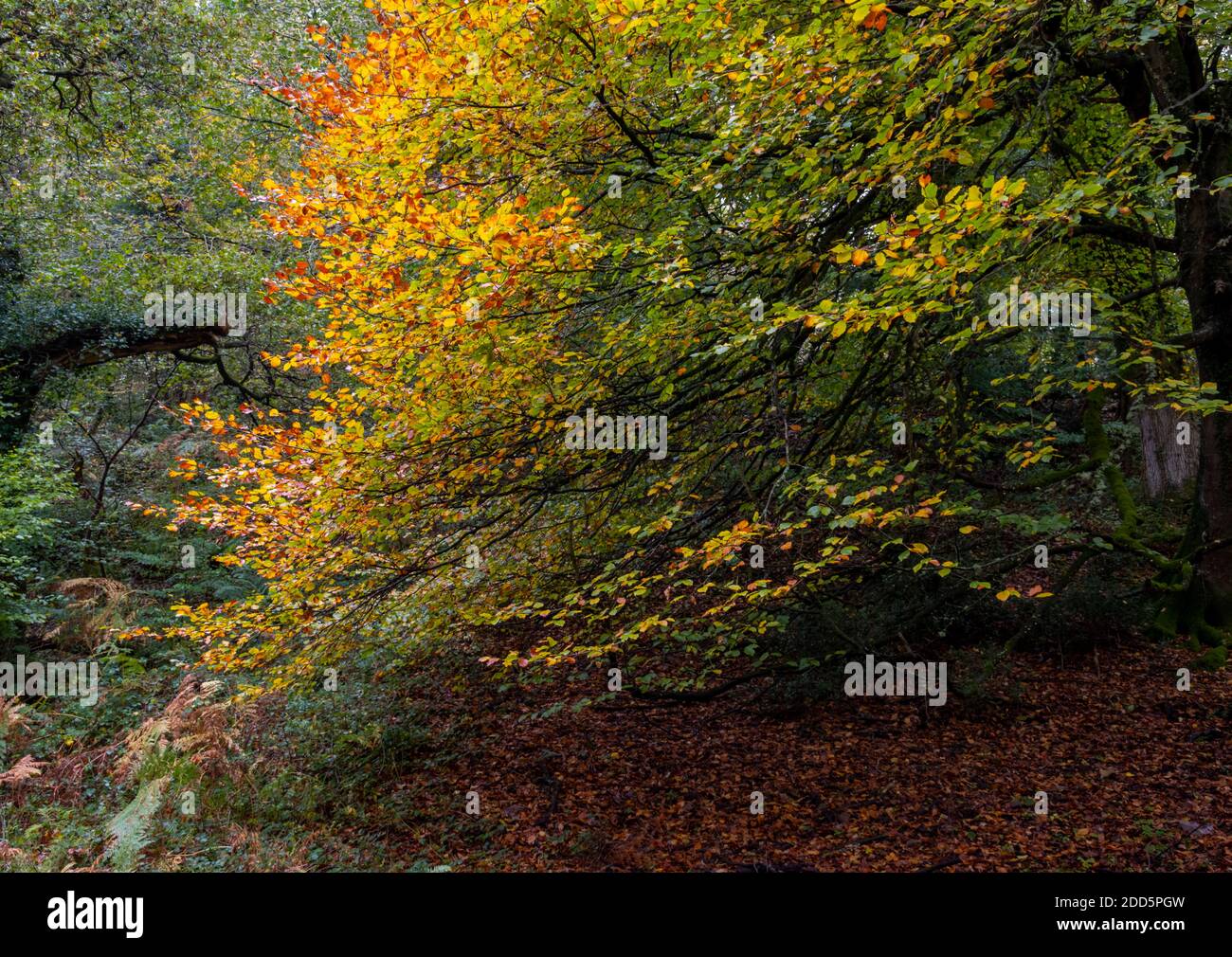 Autumn leaves in woodland on Exmoor, North Devon, England,UK Stock ...