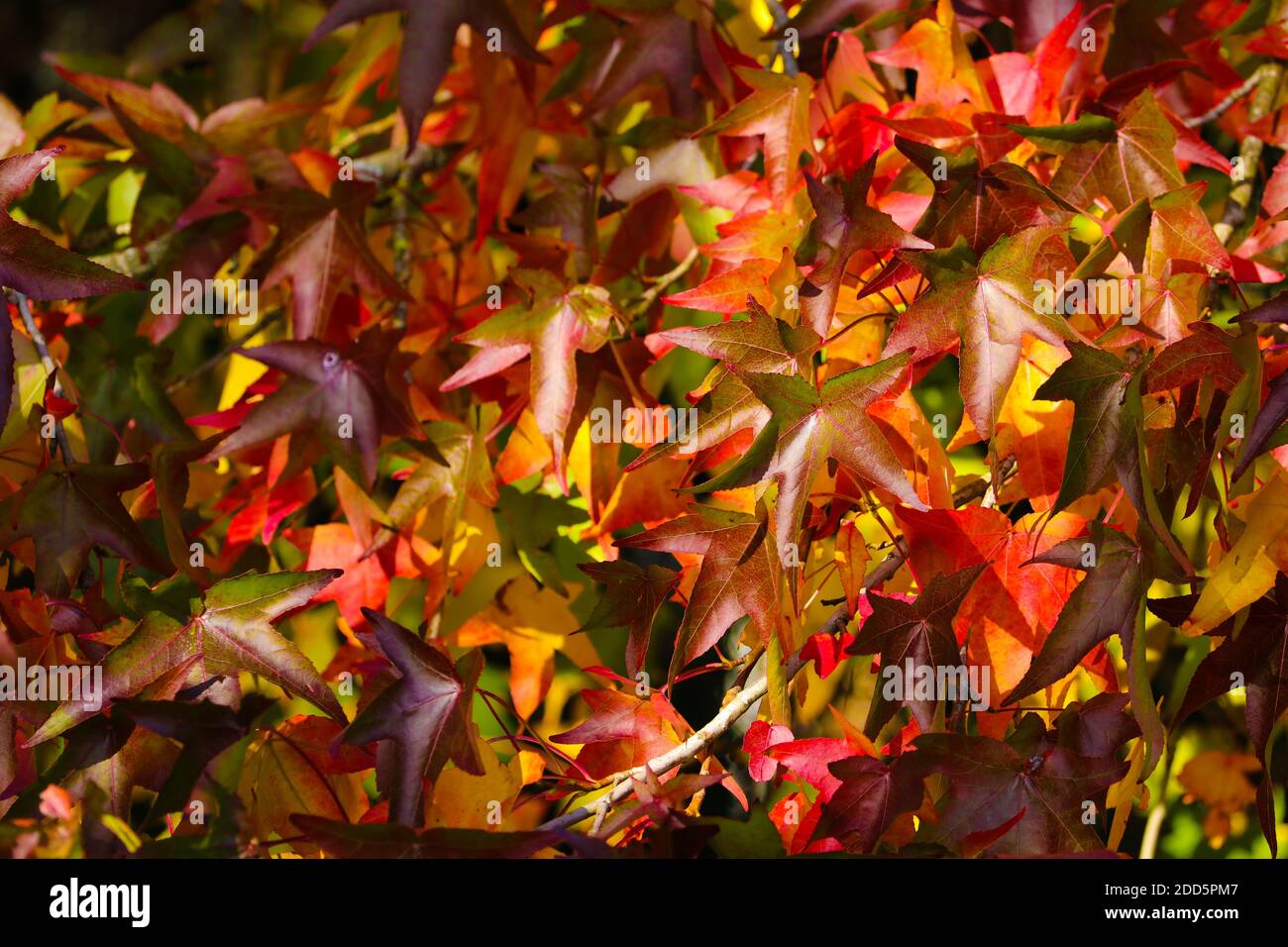 Yellow japanese maple tree hi-res stock photography and images - Alamy