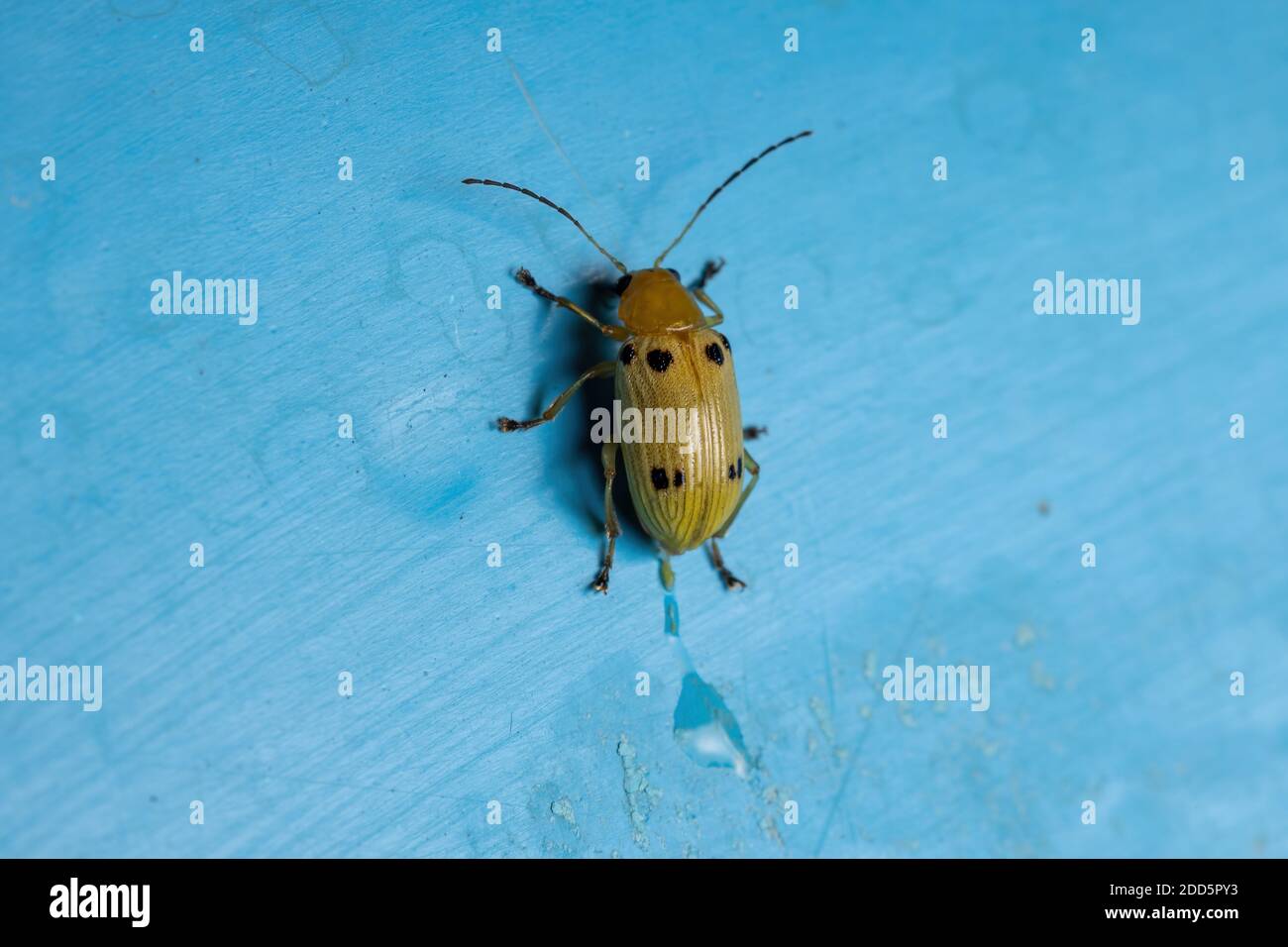Yellow leaf beetle of the species Metaxyonycha octosignata Stock Photo ...