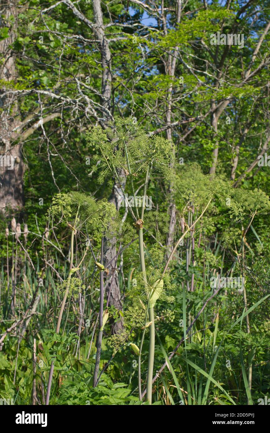 Native North American Wildflower High Resolution Stock Photography and ...