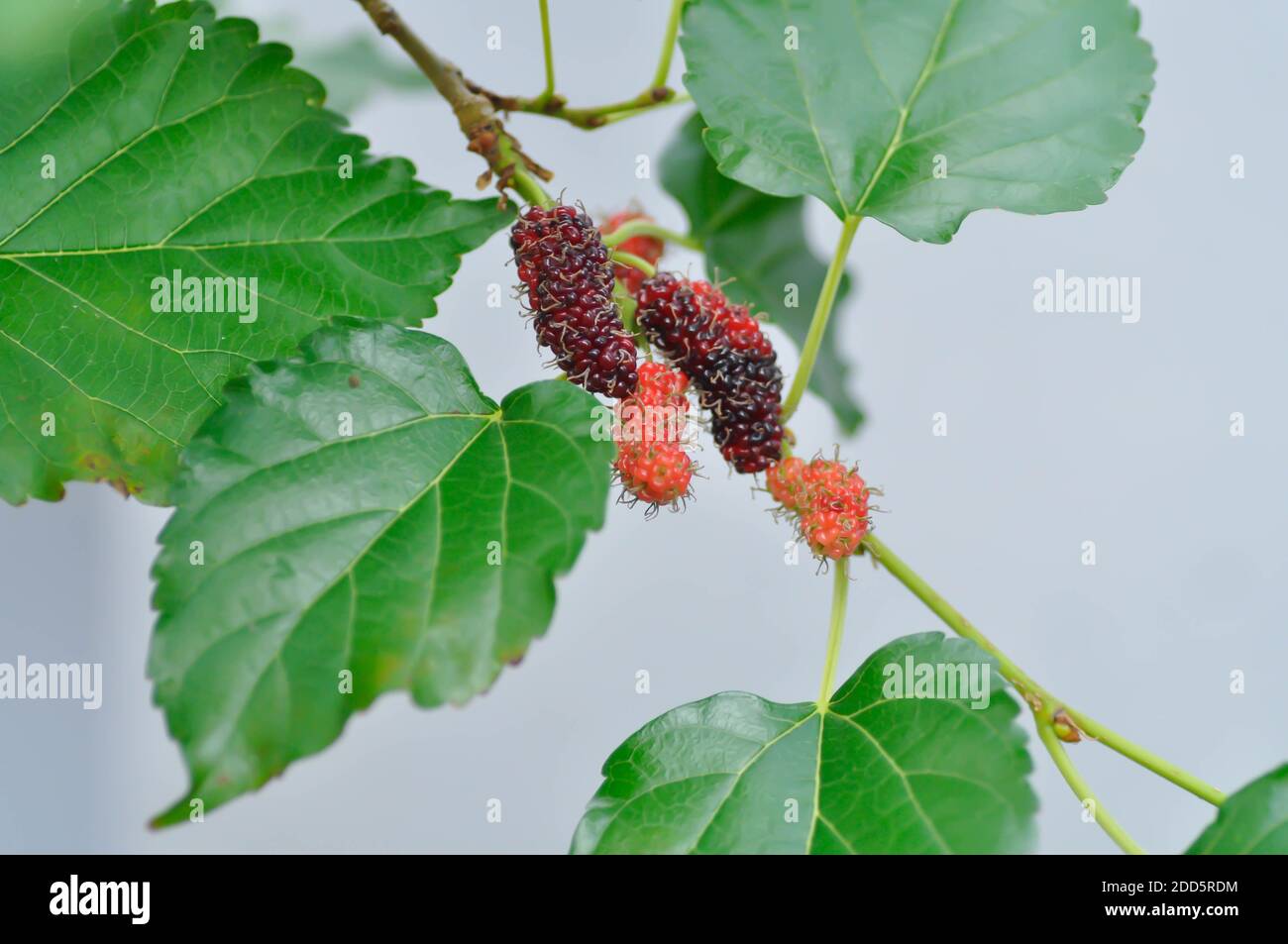 Mulberry orchard farm hi-res stock photography and images - Alamy