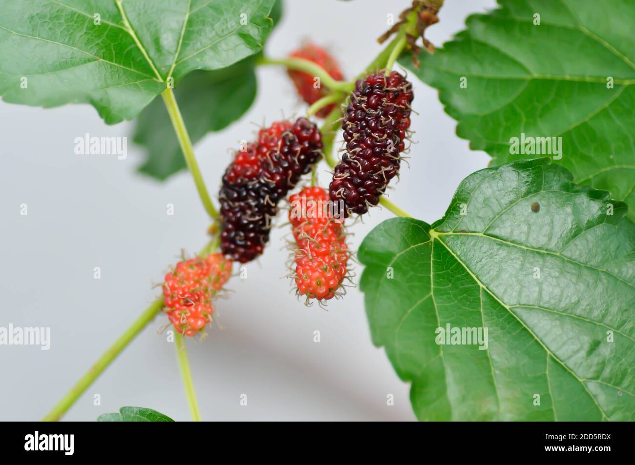 mulberry ,Indian mulberry plant or mulberry plant Stock Photo - Alamy