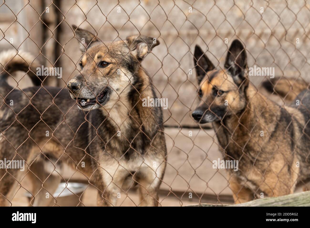 Homeless dogs in dog shelter hi-res stock photography and images - Alamy