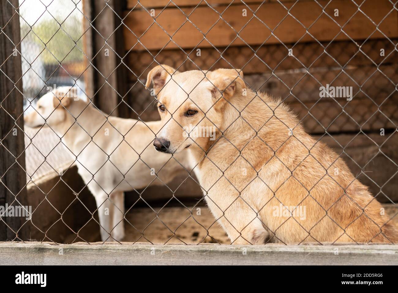 Dogs at the homeless dog shelter. Abandoned dogs Stock Photo - Alamy