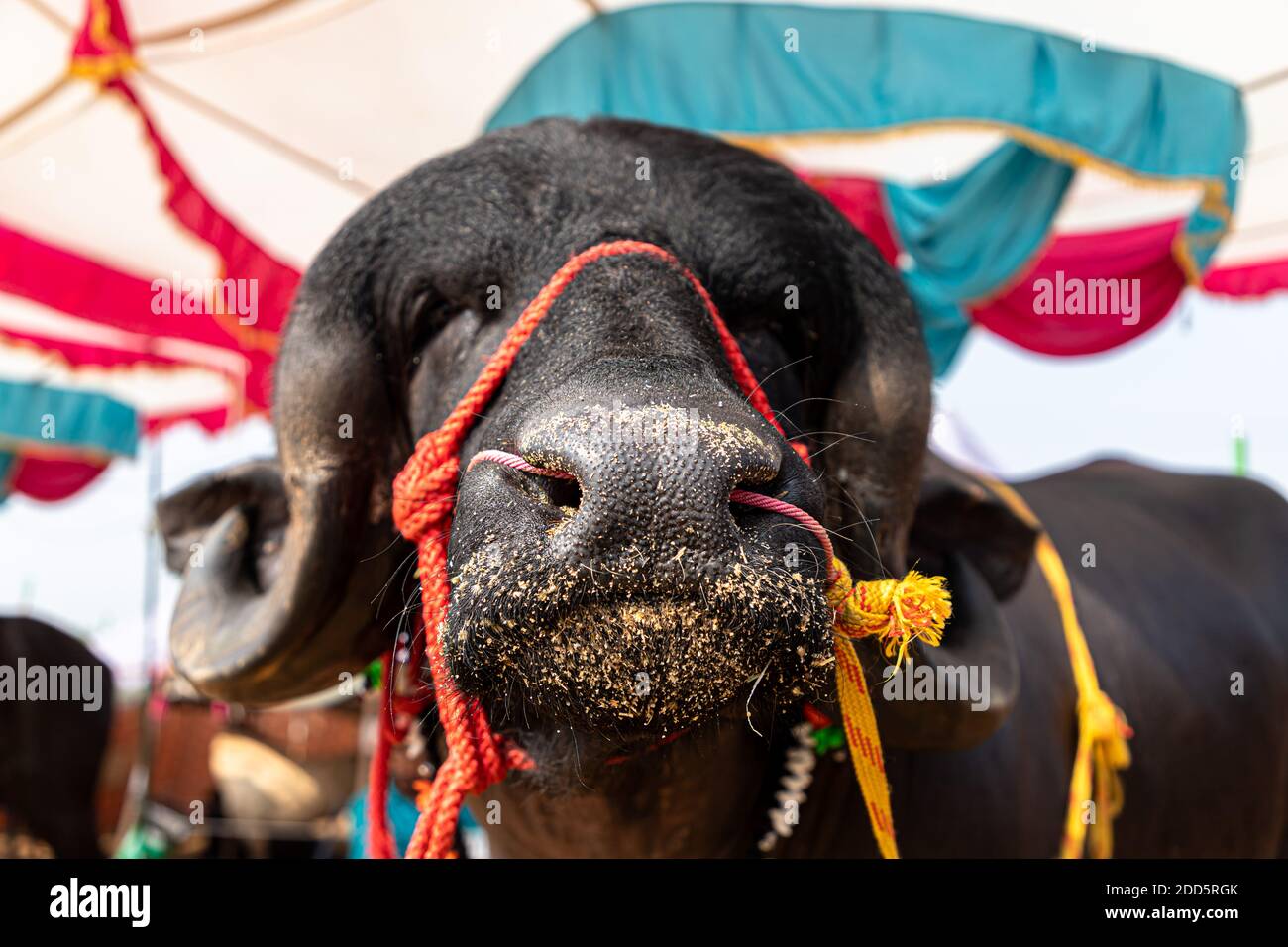 portrait of the most expensive bull or buffalo Stock Photo - Alamy