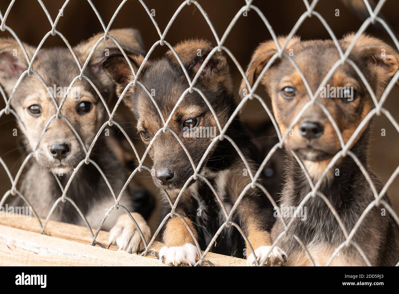 Dogs at the homeless dog shelter. Abandoned dogs Stock Photo - Alamy
