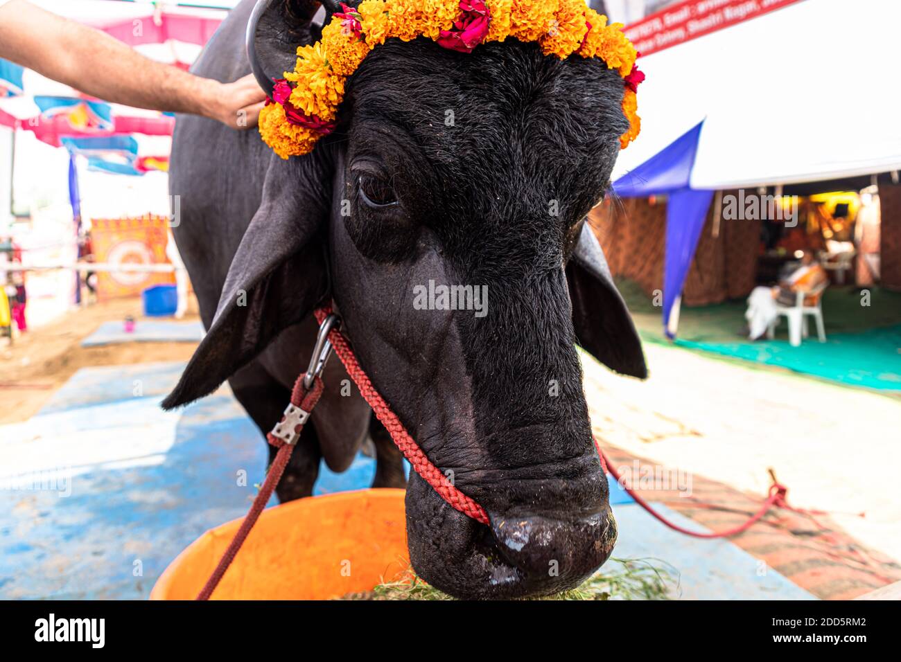 portrait of the most expensive bull or buffalo Stock Photo - Alamy