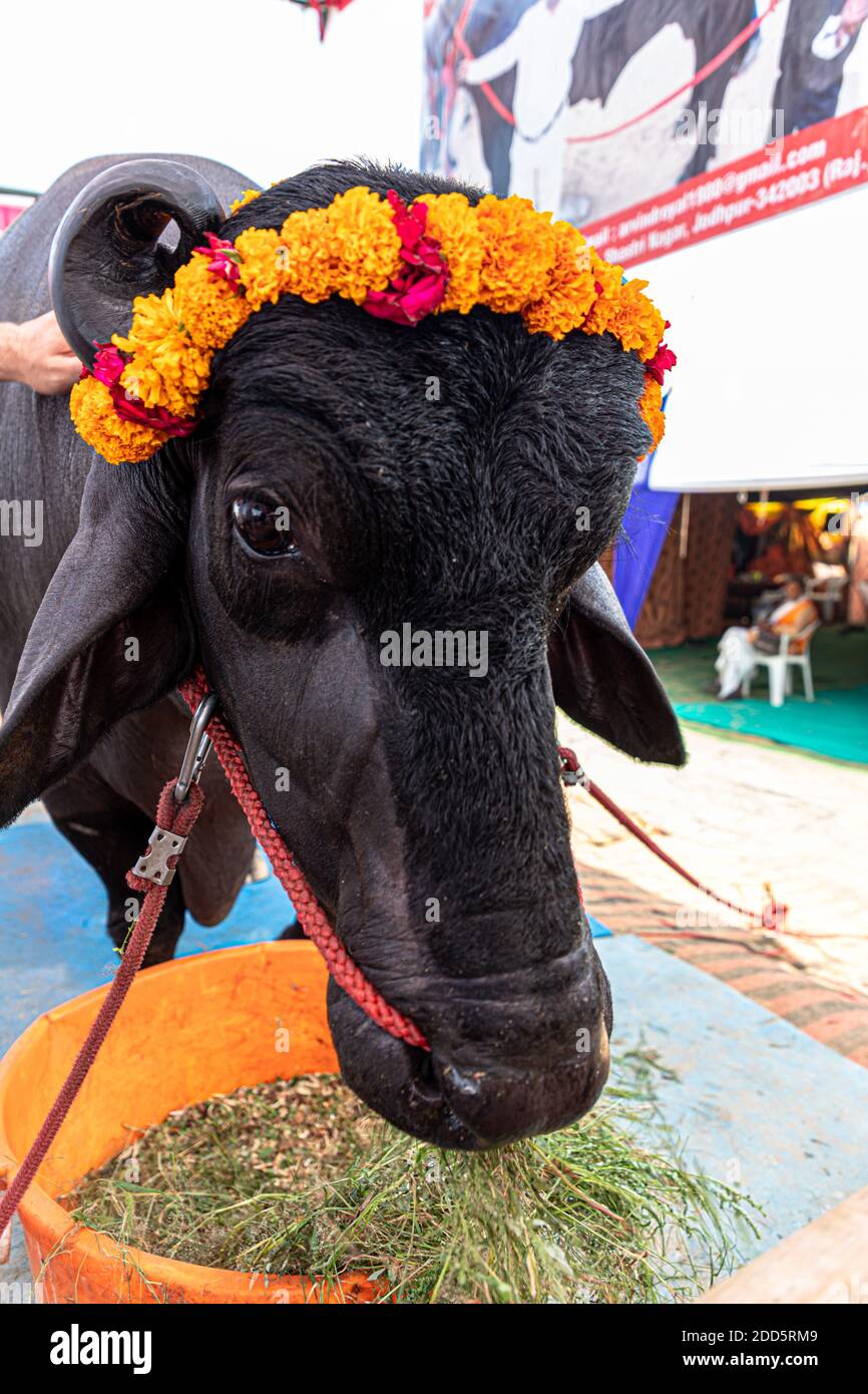portrait of most expensive bull or buffalo Stock Photo - Alamy