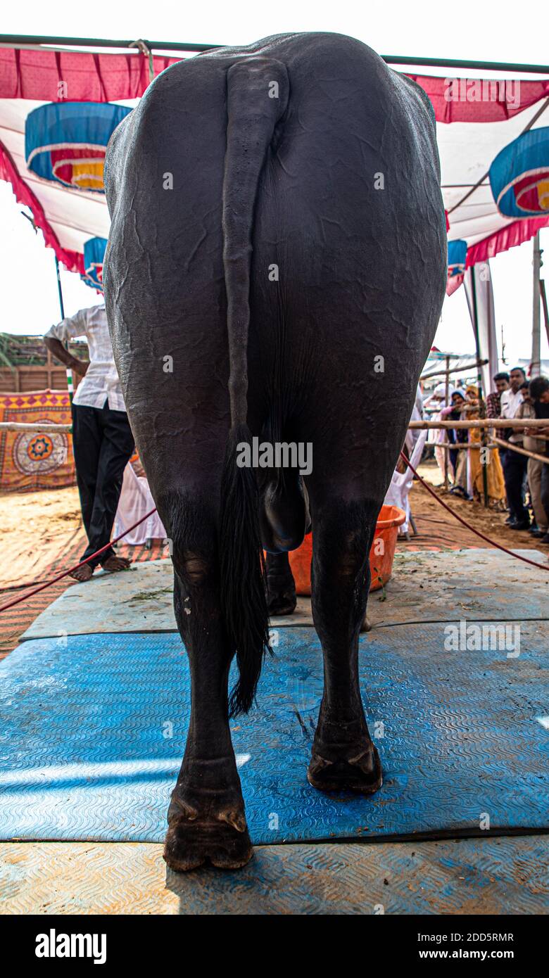 portrait of most expensive bull or buffalo Stock Photo - Alamy