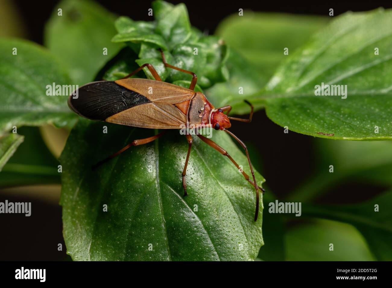 Adult Cotton Stainer Bug of the Genus Dysdercus on a basil leaf Stock ...