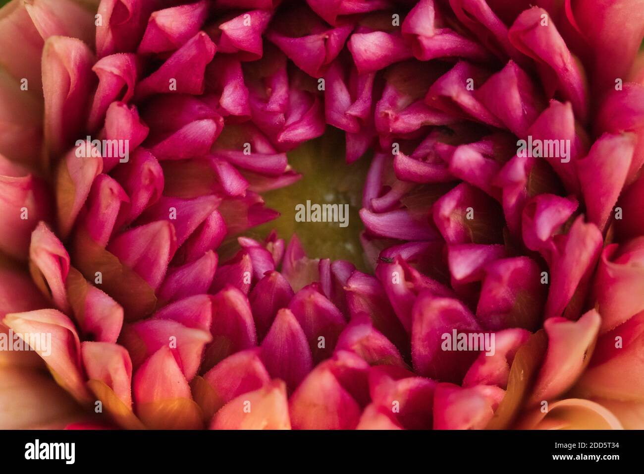 Dahlia pattern hi-res stock photography and images - Alamy