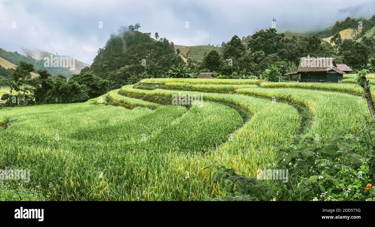 Rice Terraces in Doi inthanon national park in chiang Mai province ...