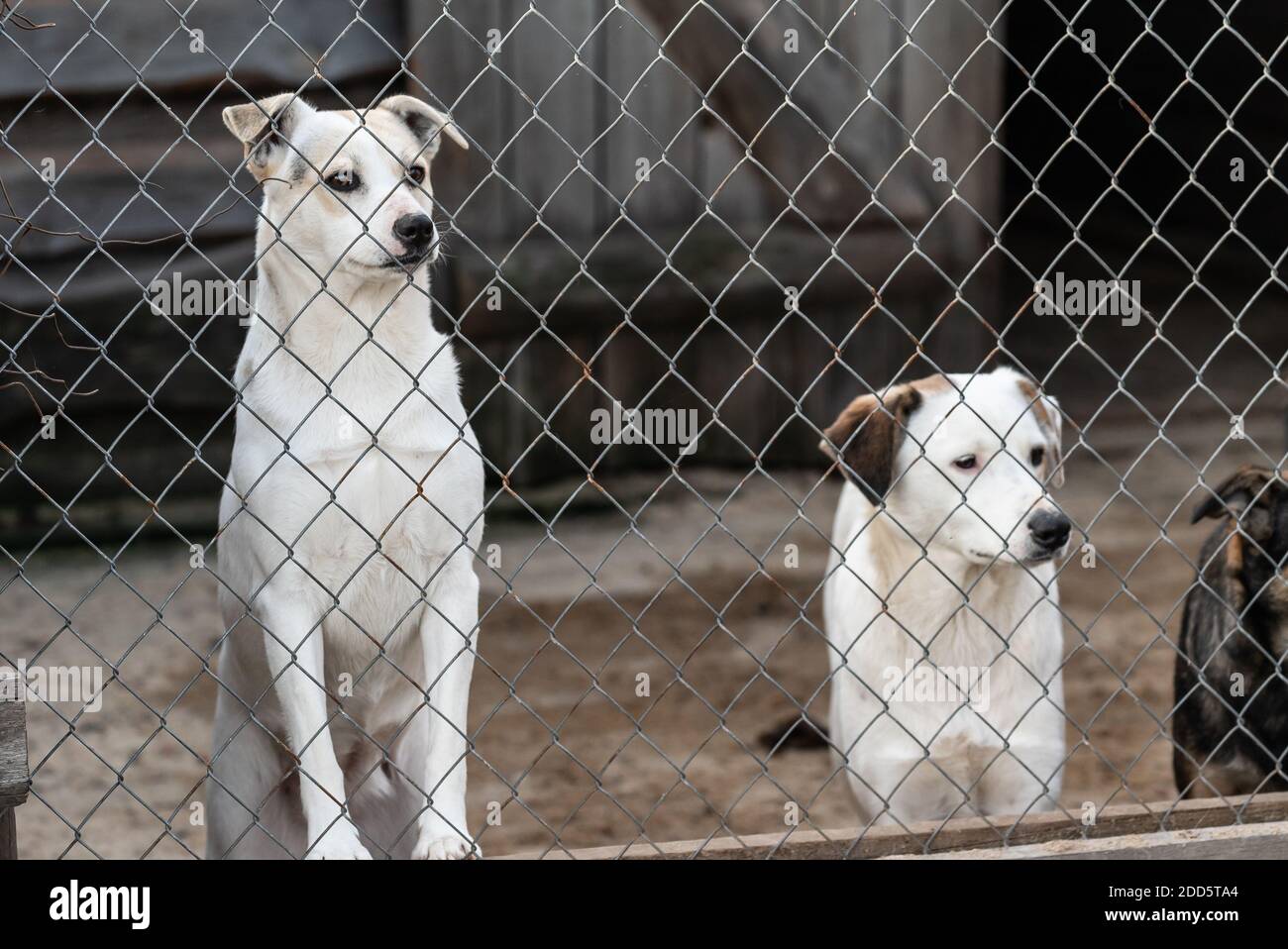 Dogs at the homeless dog shelter. Abandoned dogs Stock Photo - Alamy