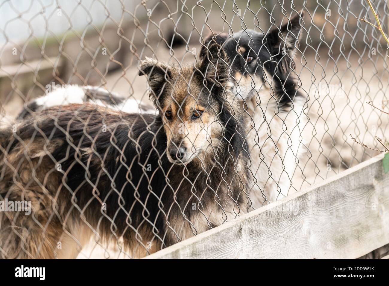 Homeless dogs in dog shelter hi-res stock photography and images - Alamy