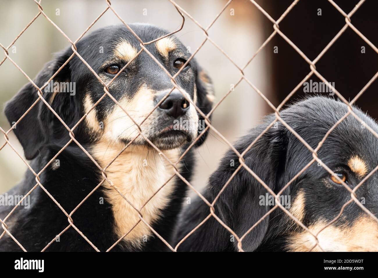 Dogs at the homeless dog shelter. Abandoned dogs Stock Photo - Alamy