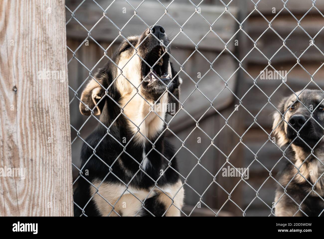 Dogs at the homeless dog shelter. Abandoned dogs Stock Photo - Alamy