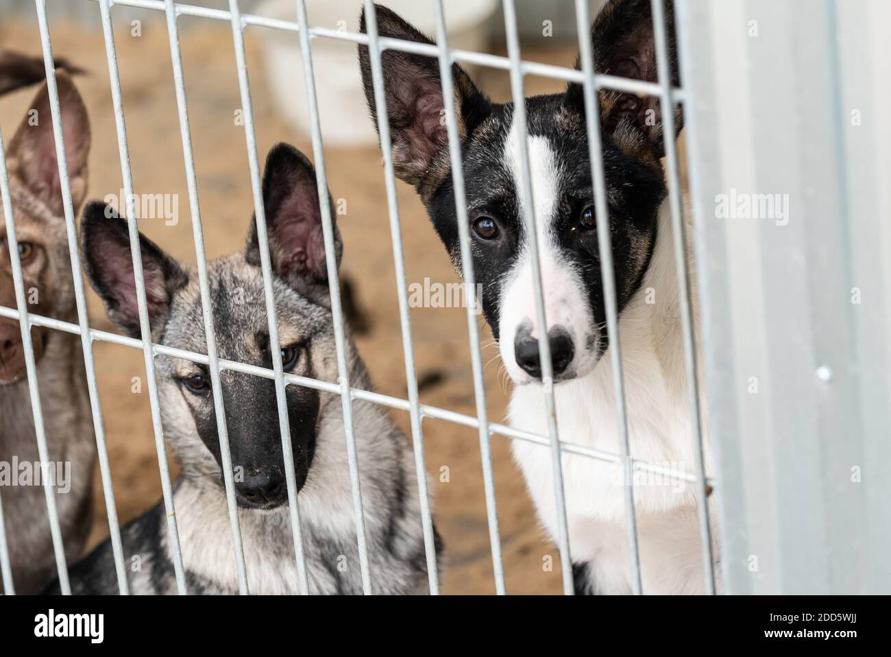 Dogs at the homeless dog shelter. Abandoned dogs Stock Photo - Alamy