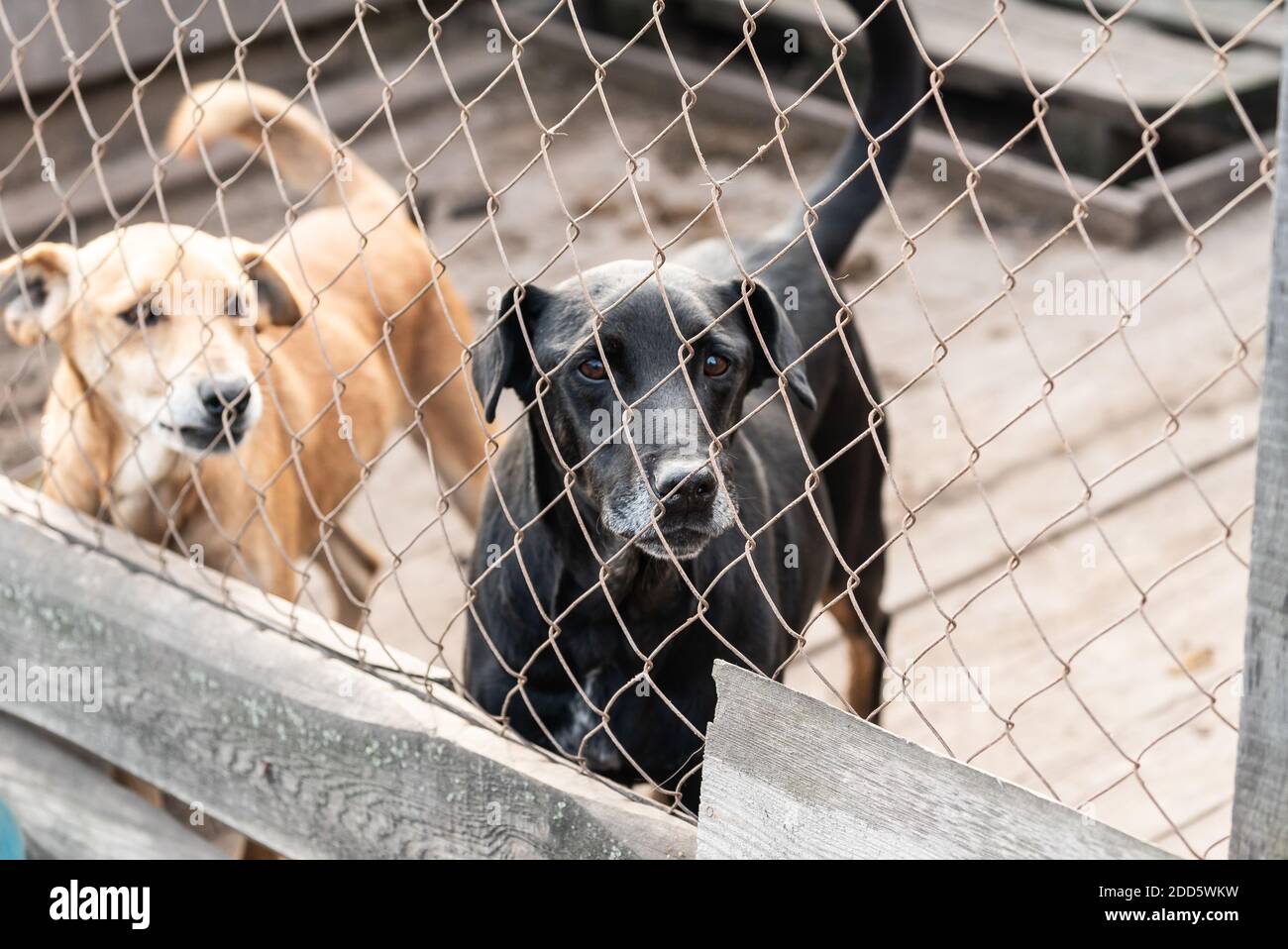 Dogs at the homeless dog shelter. Abandoned dogs Stock Photo - Alamy