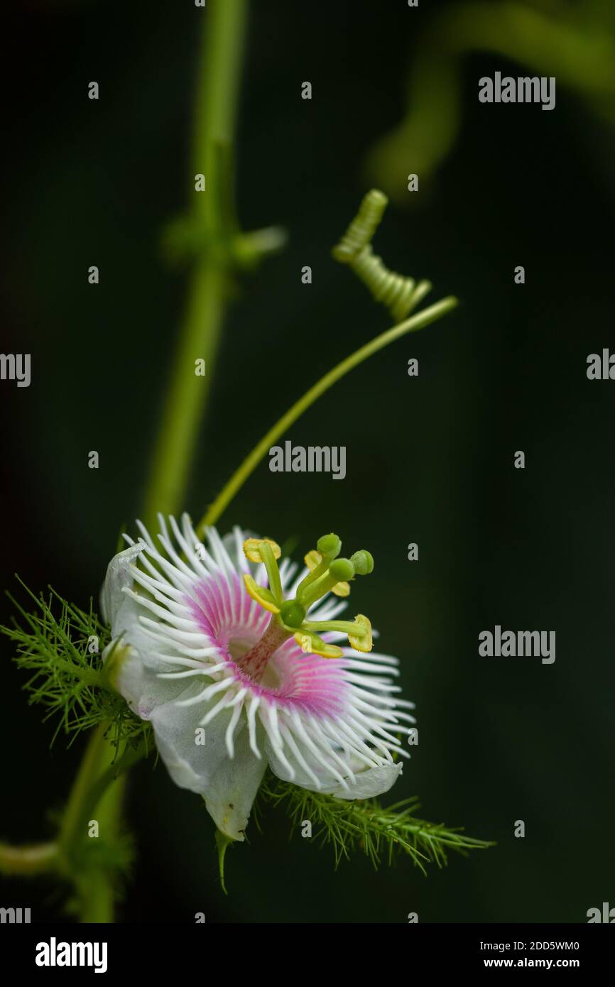 Side view of a Stinking passion flower with its stem and blur green ...