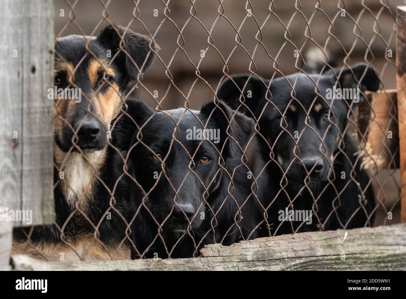 Dogs at the homeless dog shelter. Abandoned dogs Stock Photo - Alamy